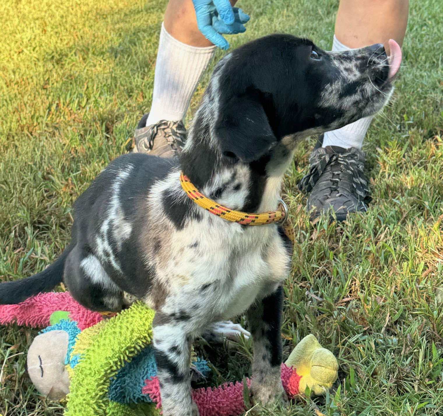 Dog for Adoption - Oscar Mayer, a Australian Shepherd in Lambertville ...