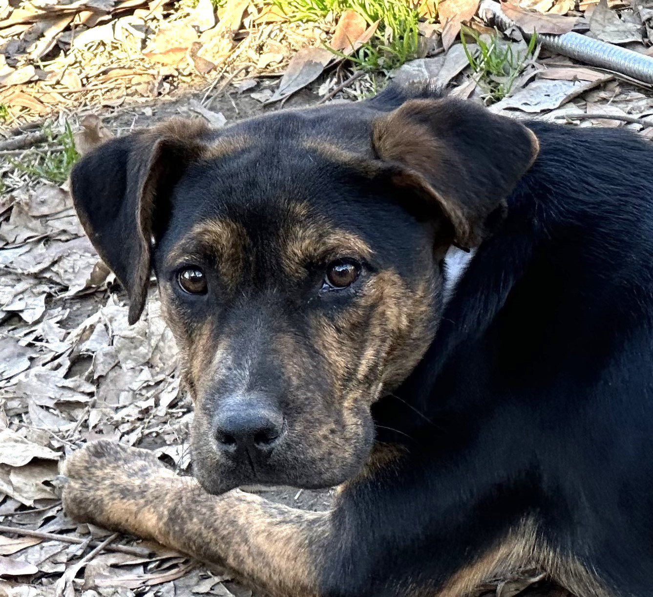 Dog for Adoption - Harlem, a Labrador Retriever in Whitehouse Station ...