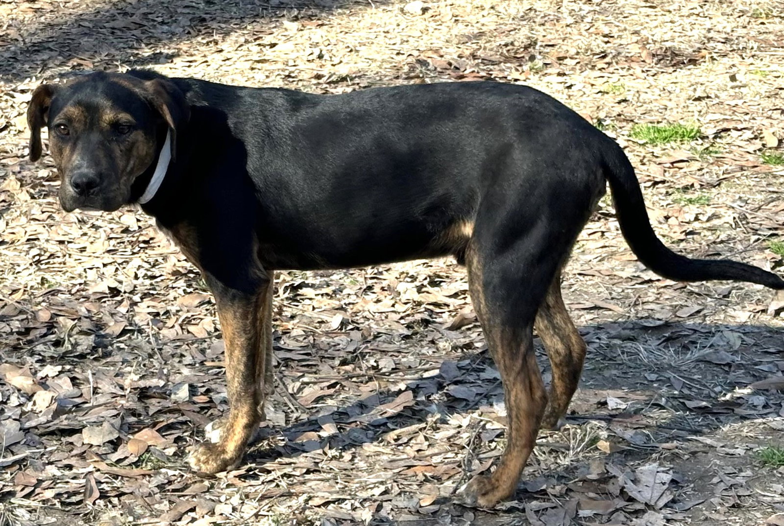Dog for Adoption - Harlem, a Labrador Retriever in Whitehouse Station ...