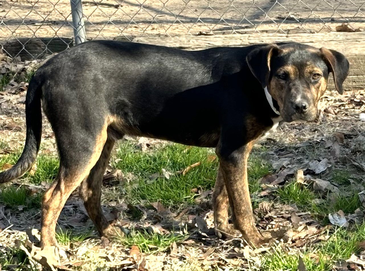 Dog for Adoption - Harlem, a Labrador Retriever in Whitehouse Station ...