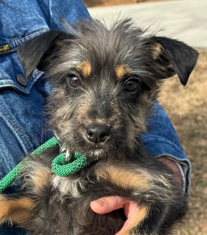 Dog for Adoption - Venus, a Scottish Terrier Scottie in Edison, NJ ...
