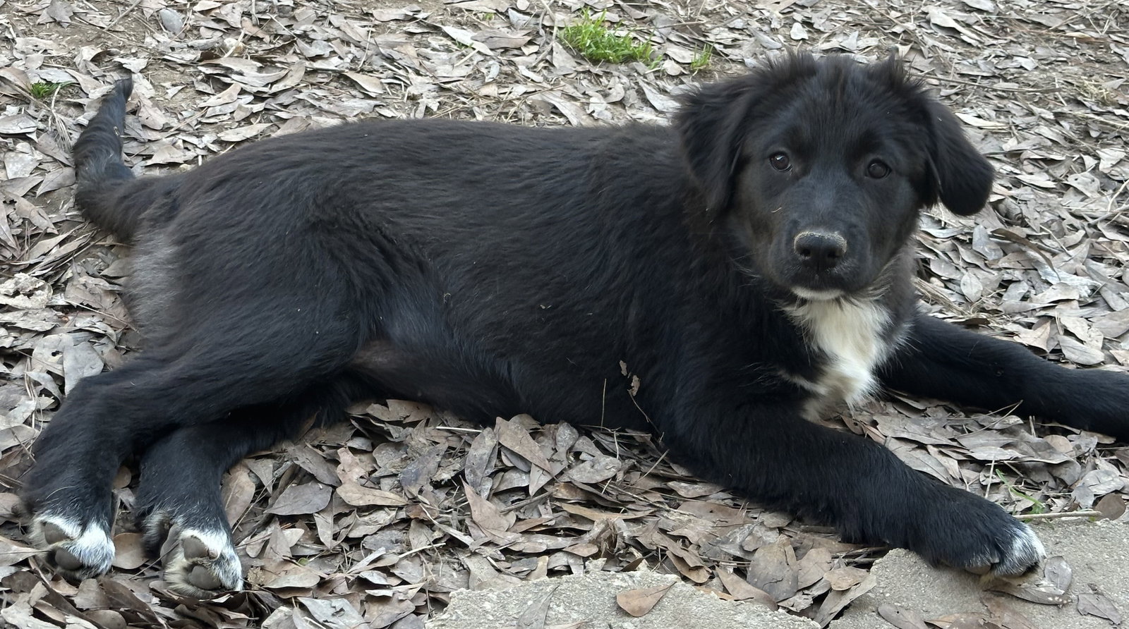 Dog for Adoption - Stella, a Labrador Retriever in Woodbury, NJ | Alpha Paw
