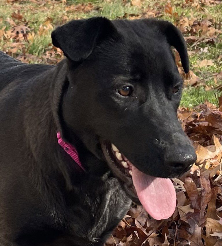 Dog for Adoption - Stevie Nicks LOWER FEE! IN NJ!, a German Shepherd ...