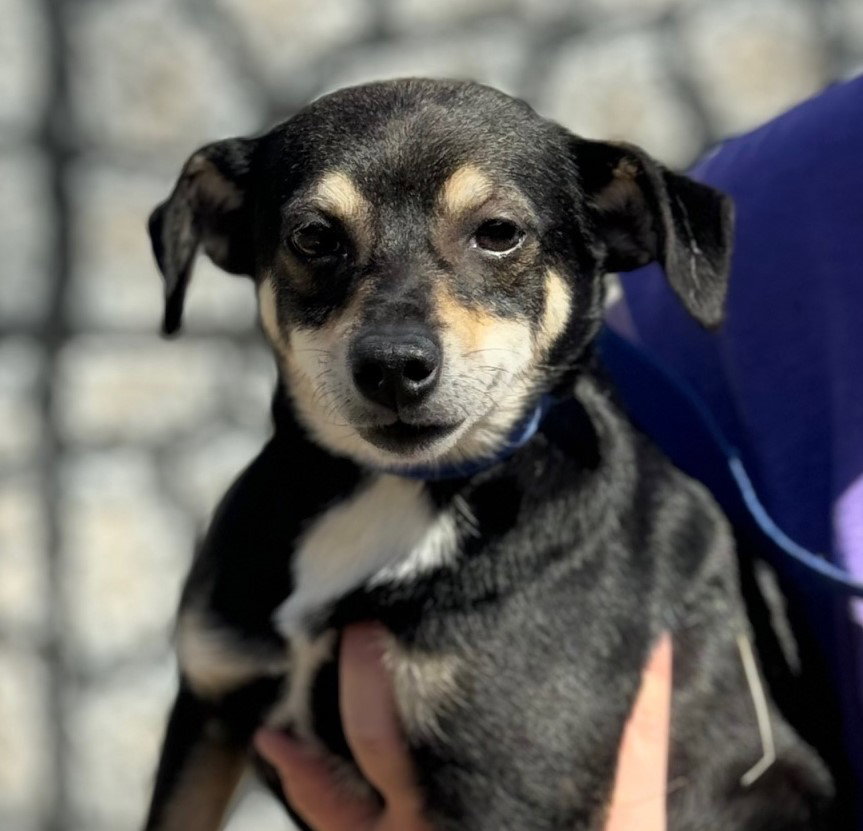 Dog for Adoption - Faith, a Chihuahua in Audubon, NJ | Alpha Paw