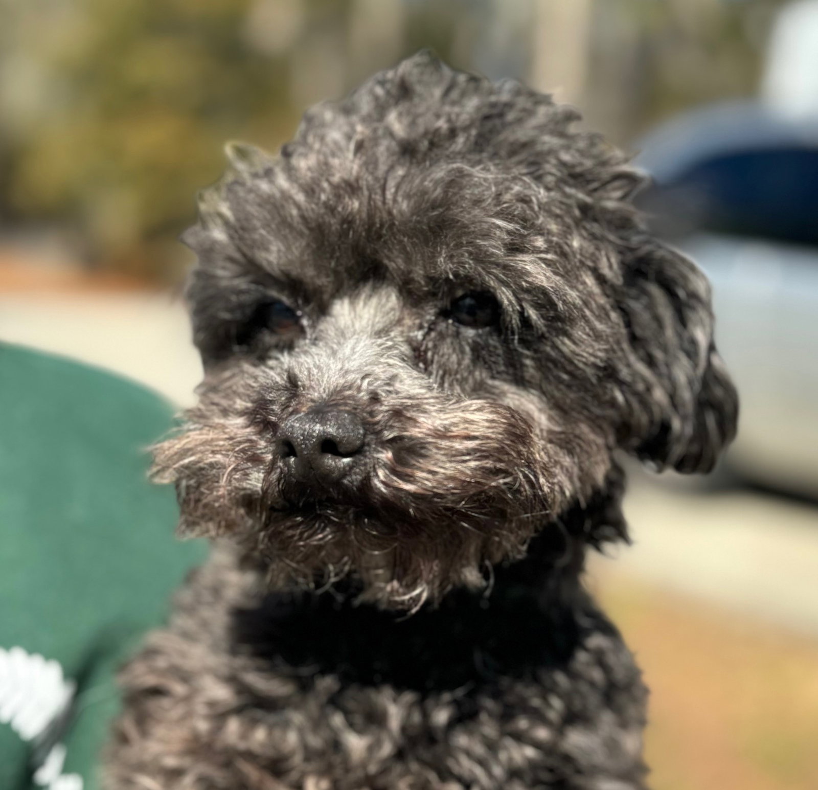 Dog for Adoption - Ace, a Poodle (Miniature) in Hackettstown, NJ ...
