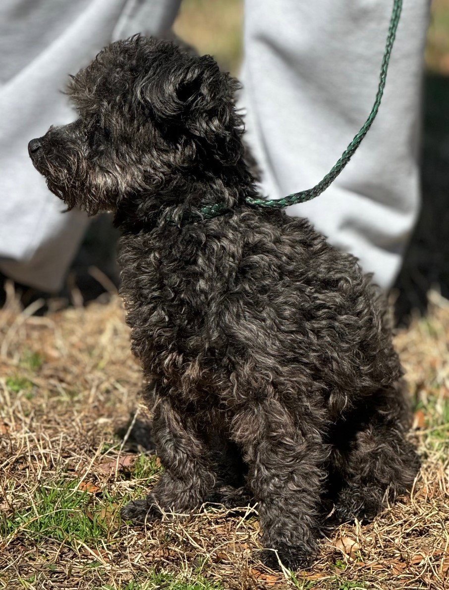 Dog for Adoption - Ace, a Poodle (Miniature) in Westerleigh, NY | Alpha Paw