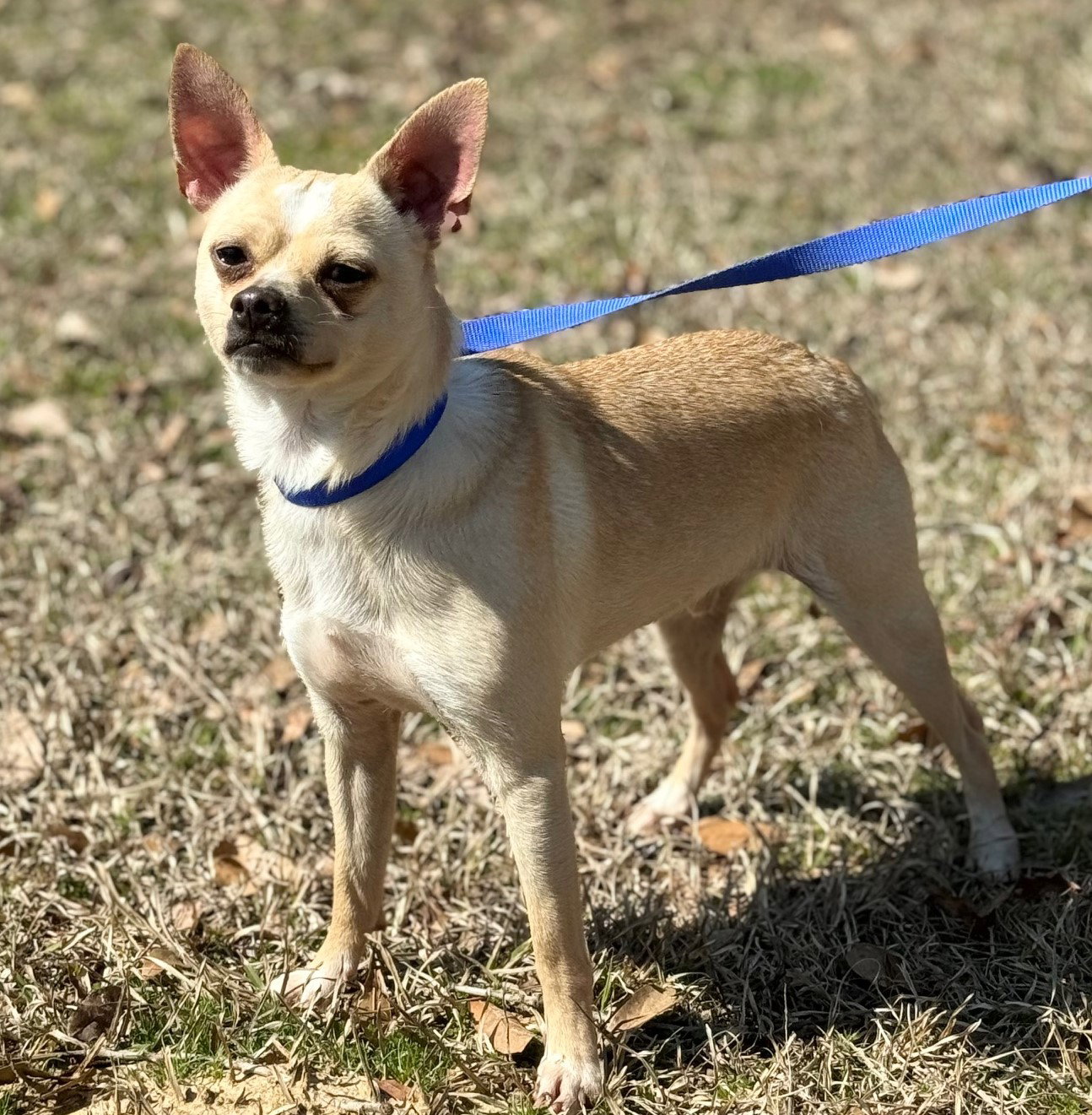 Dog for Adoption - Sie, a Chihuahua in Kenilworth, NJ | Alpha Paw
