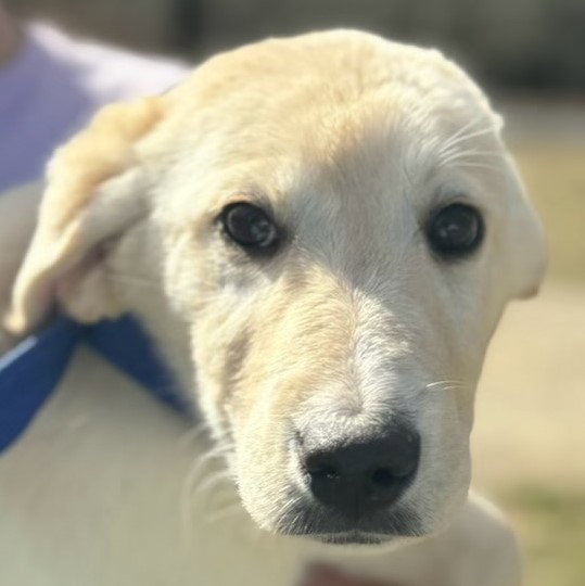 Dog for Adoption - Valentina, a Labrador Retriever in Chatham, NJ ...
