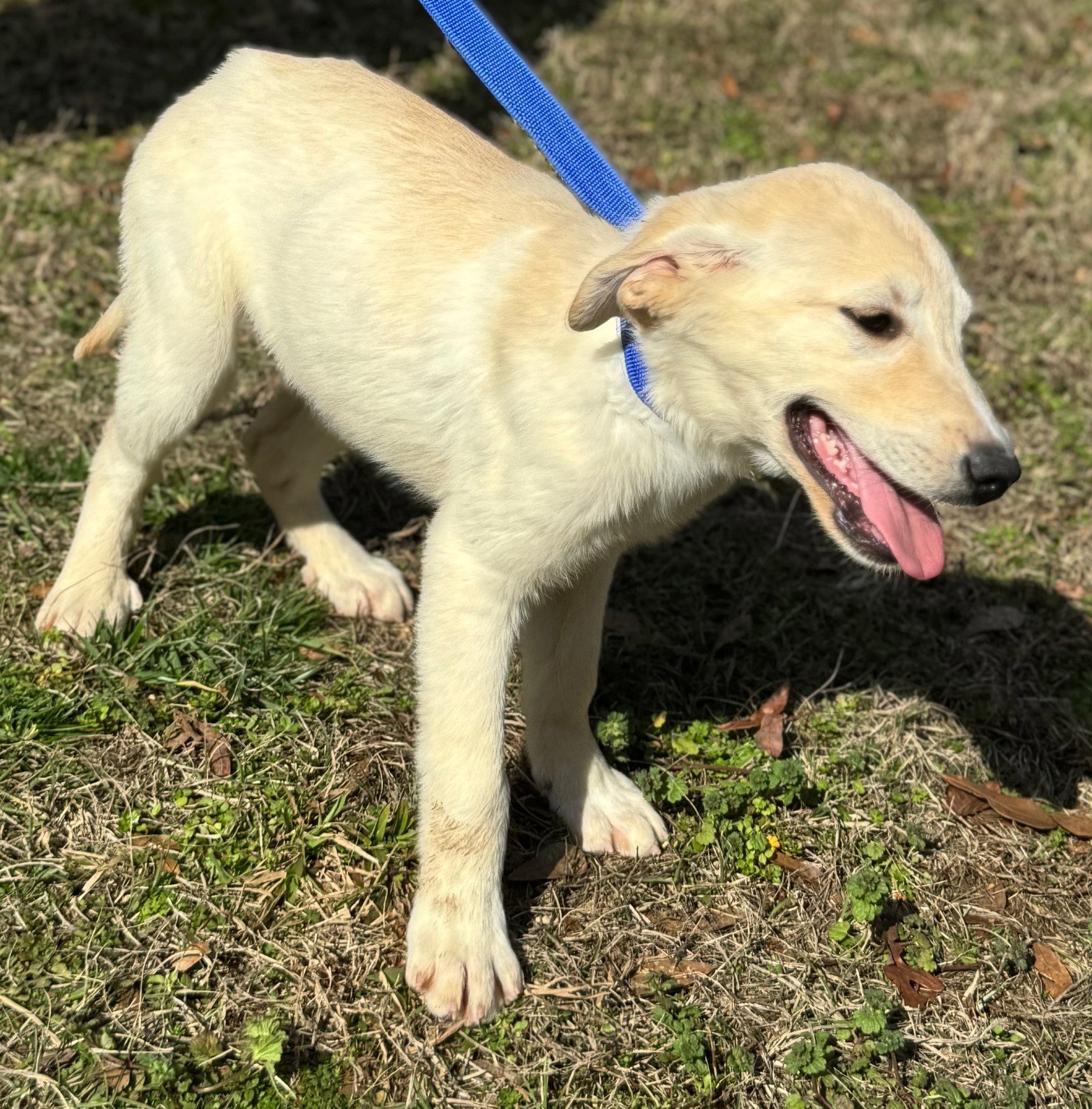 Dog for Adoption - Valentina, a Labrador Retriever in Chatham, NJ ...