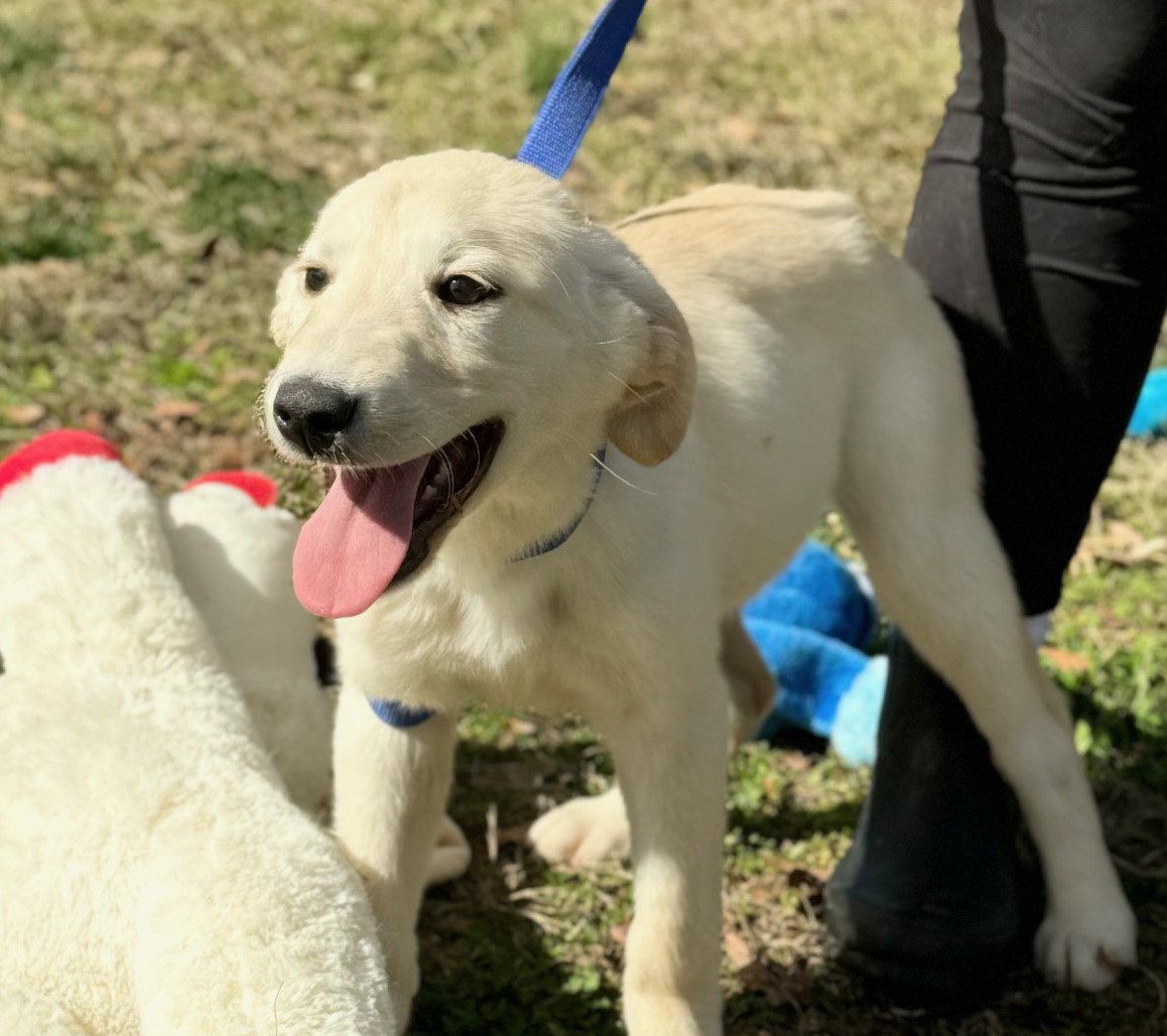 Dog for Adoption - Valentina, a Labrador Retriever in Chatham, NJ ...