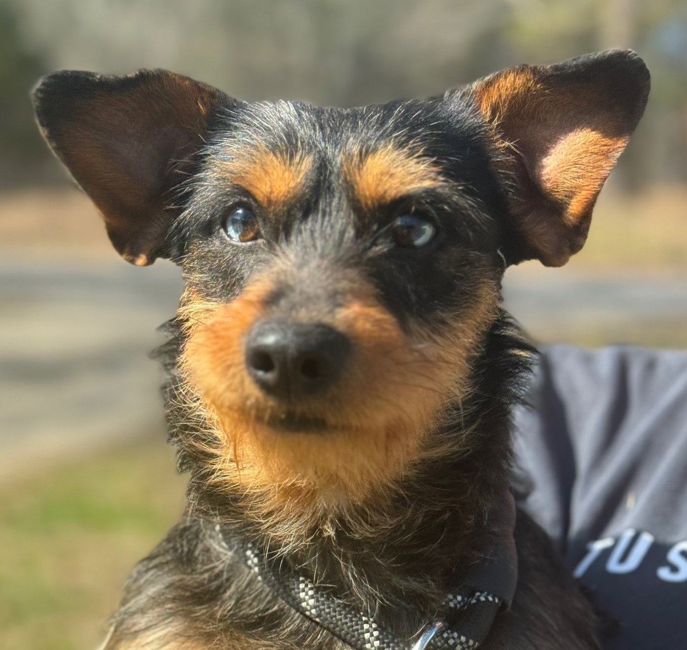 Dog for Adoption - Beamer, a Schnauzer in Audubon, NJ | Alpha Paw