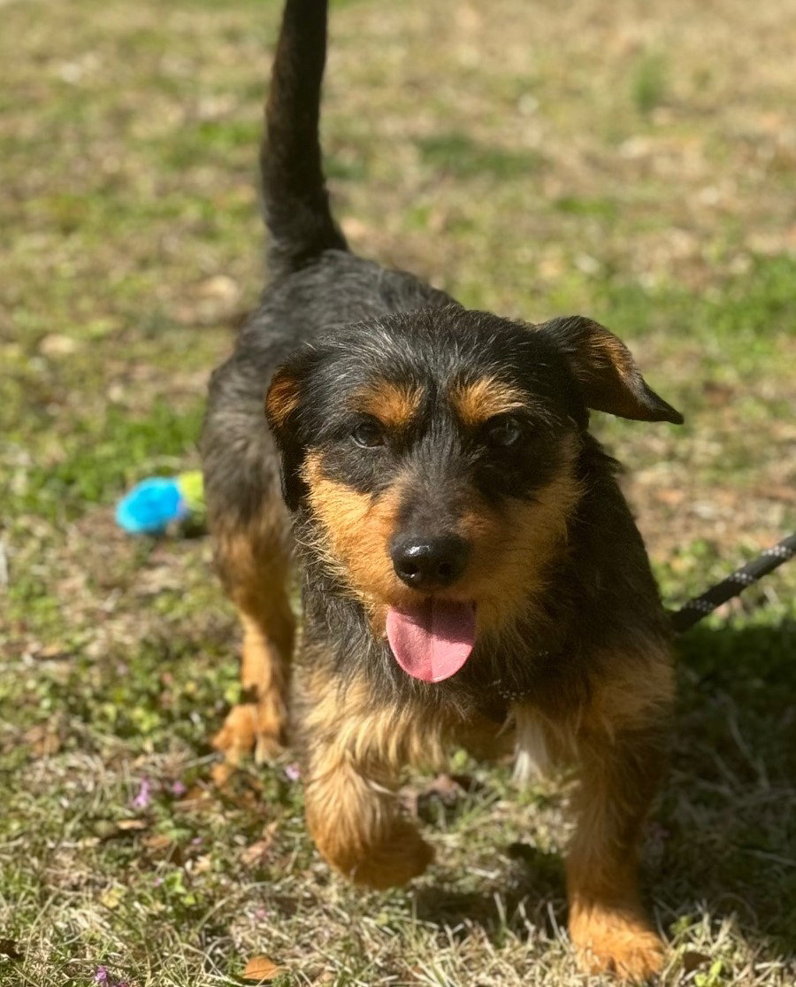 Dog for Adoption - Beamer, a Schnauzer in Audubon, NJ | Alpha Paw