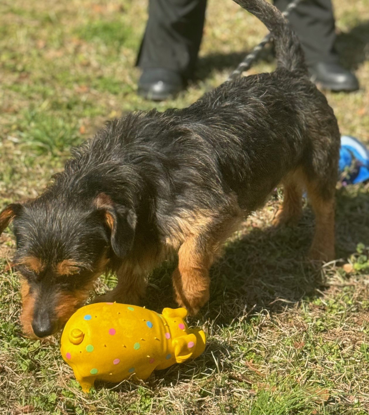 Dog for Adoption - Beamer, a Schnauzer in Audubon, NJ | Alpha Paw
