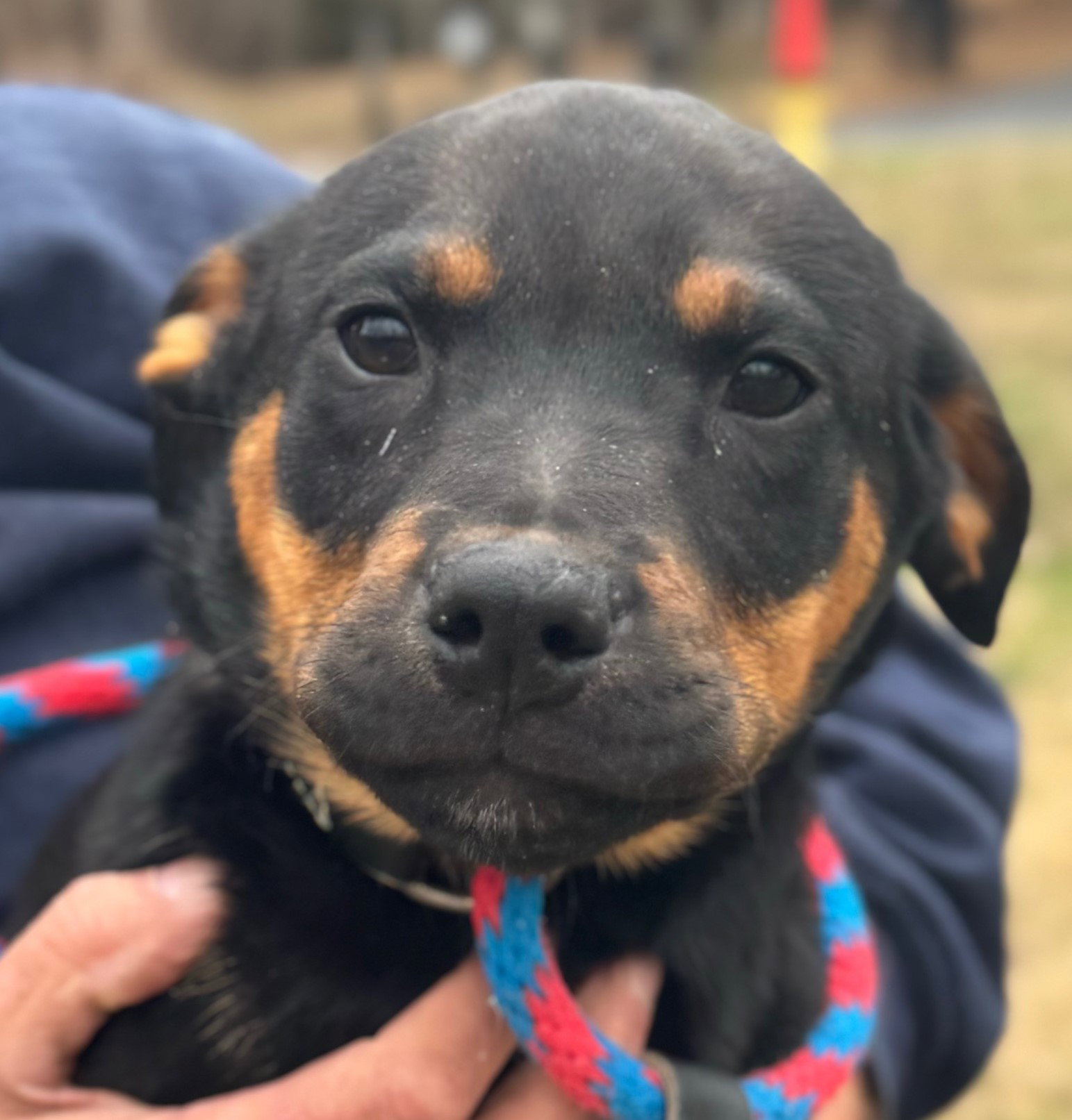 Dog for Adoption - Murphy, a Hound in Warren Township, NJ | Alpha Paw