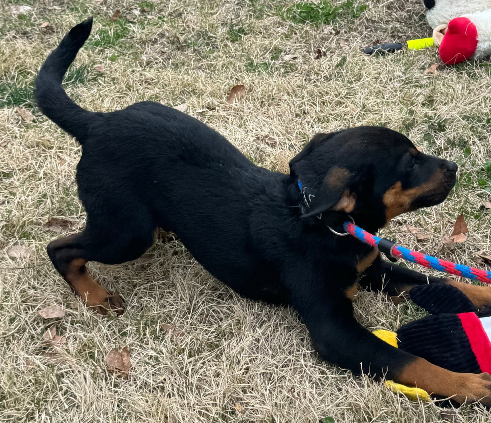 Dog for Adoption - Murphy, a Hound in Warren Township, NJ | Alpha Paw