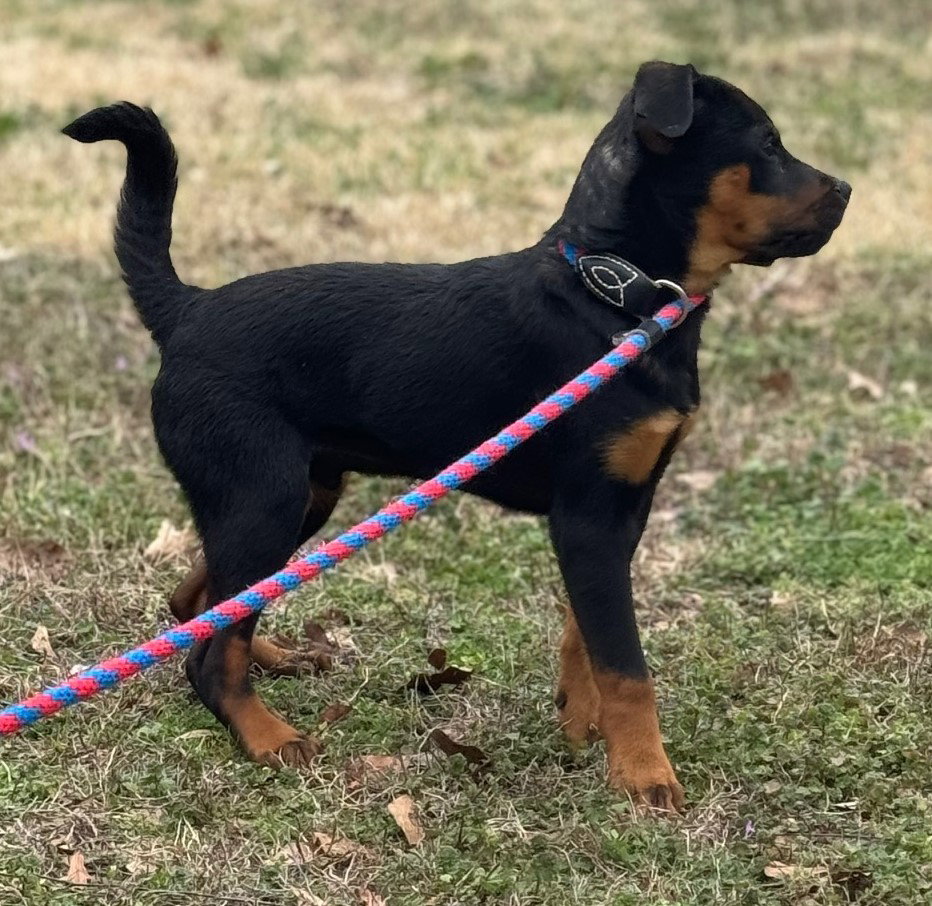 Dog for Adoption - Murphy, a Hound in Warren Township, NJ | Alpha Paw