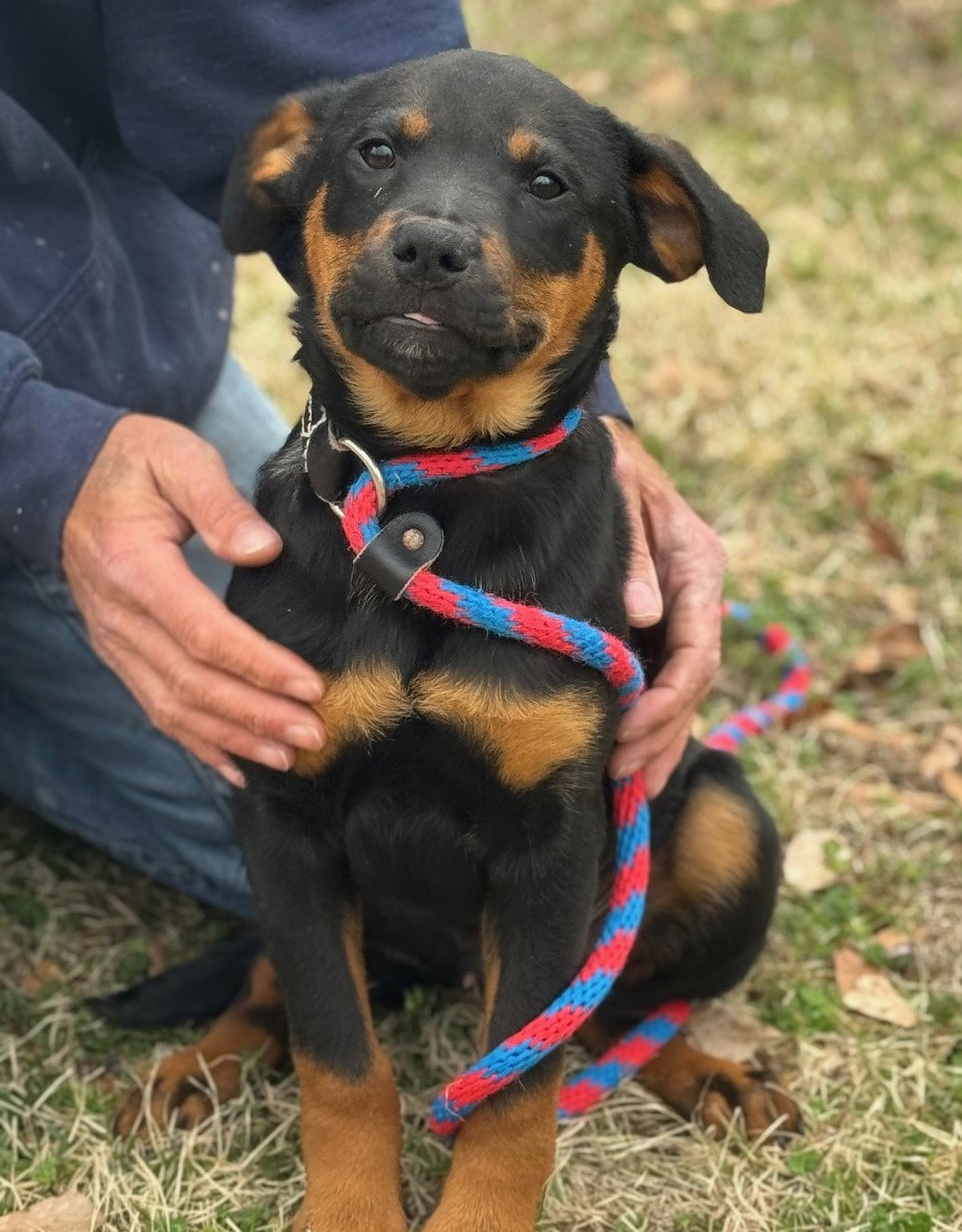 Dog for Adoption - Murphy, a Hound in Warren Township, NJ | Alpha Paw