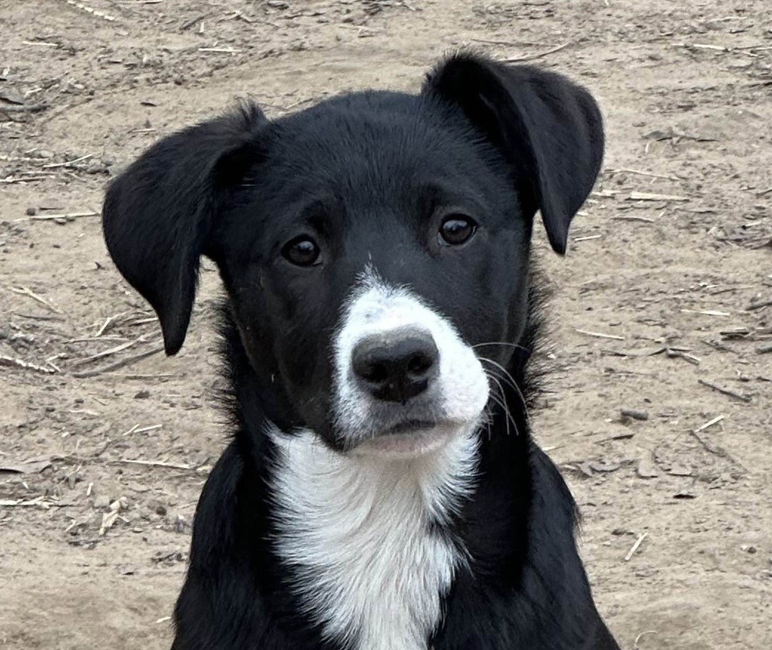 Dog for Adoption - Arabella, a Border Collie in South Toms River, NJ ...