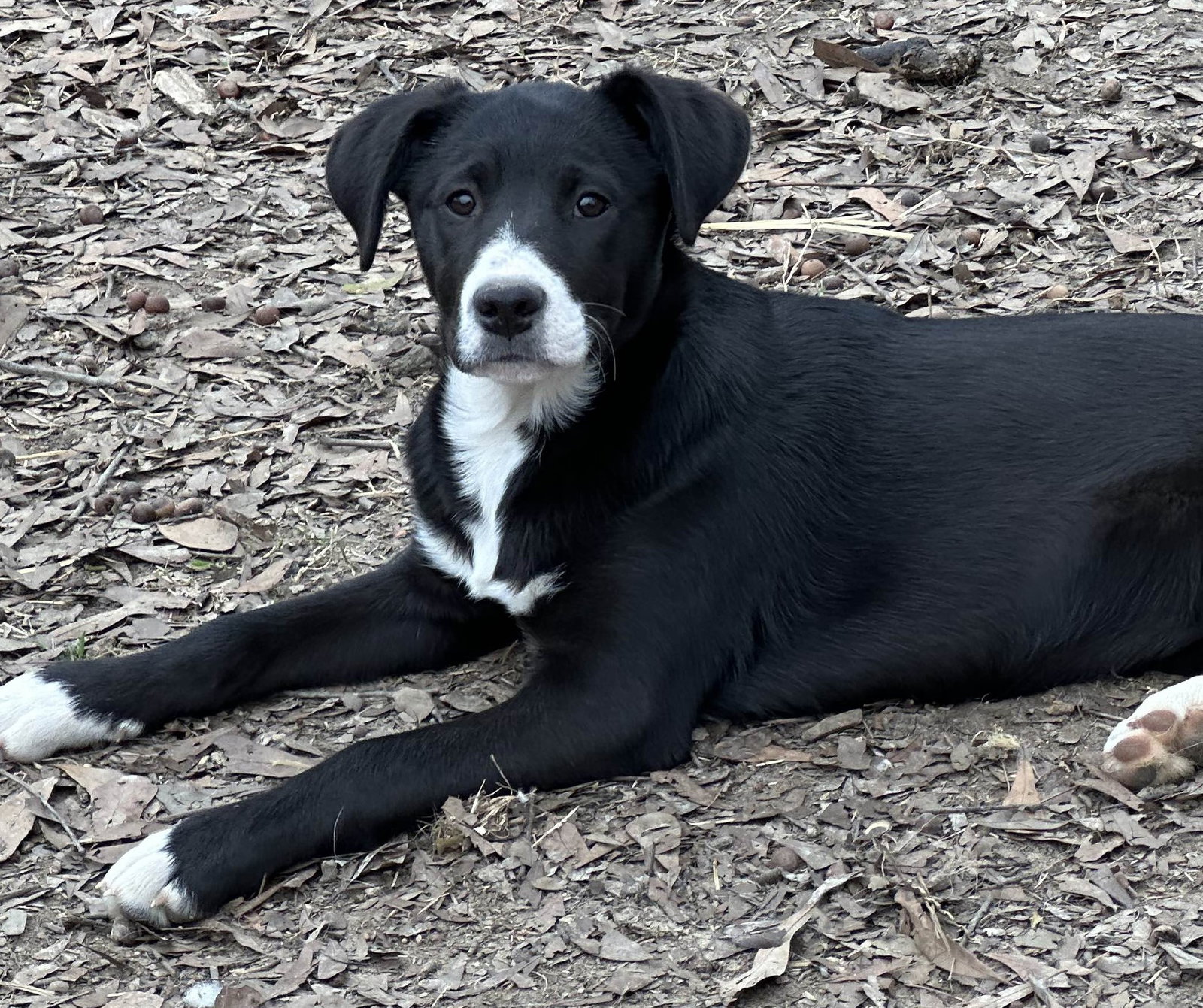 Dog for Adoption - Arabella, a Border Collie in Middlesex County, NJ ...