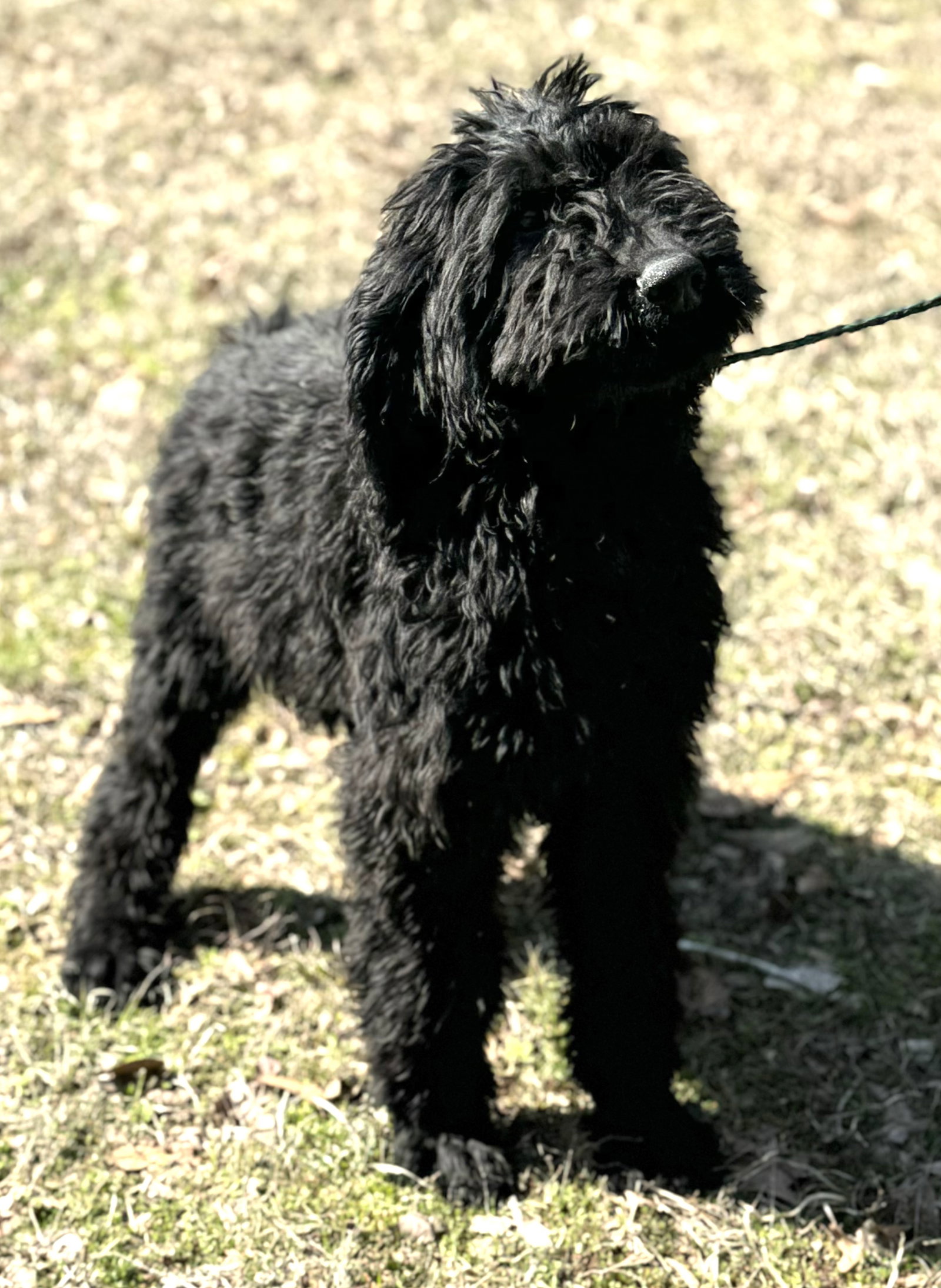Dog for Adoption - Topper, a Golden Retriever in Warren Township, NJ ...