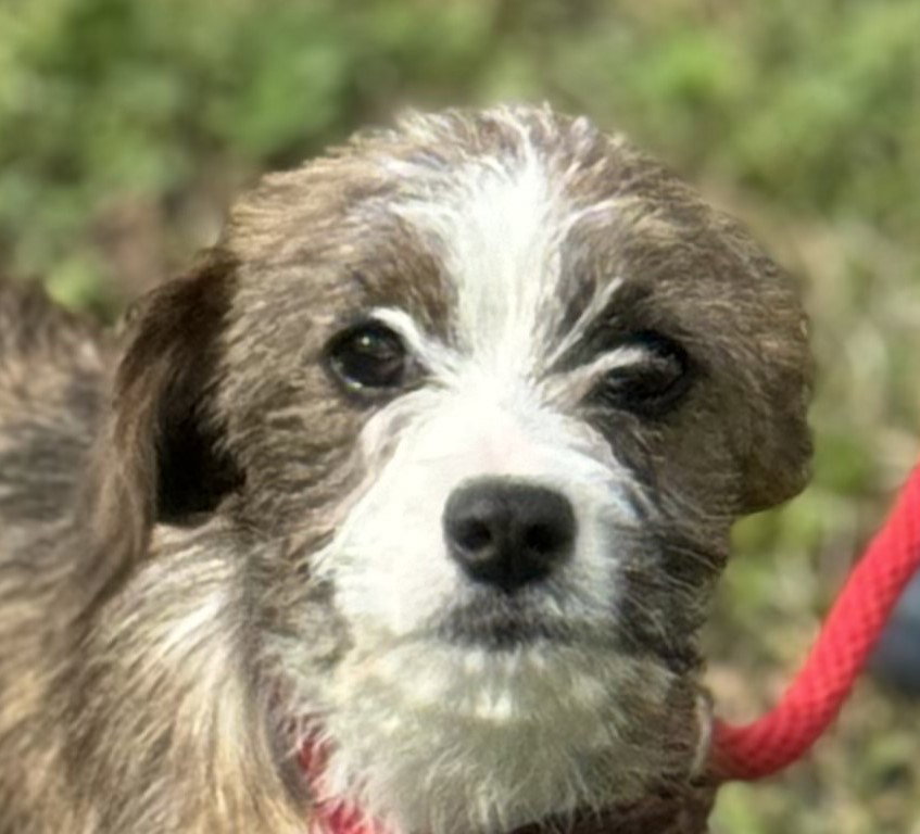 Dog for Adoption - Leia, a Chihuahua in Lambertville, NJ | Alpha Paw