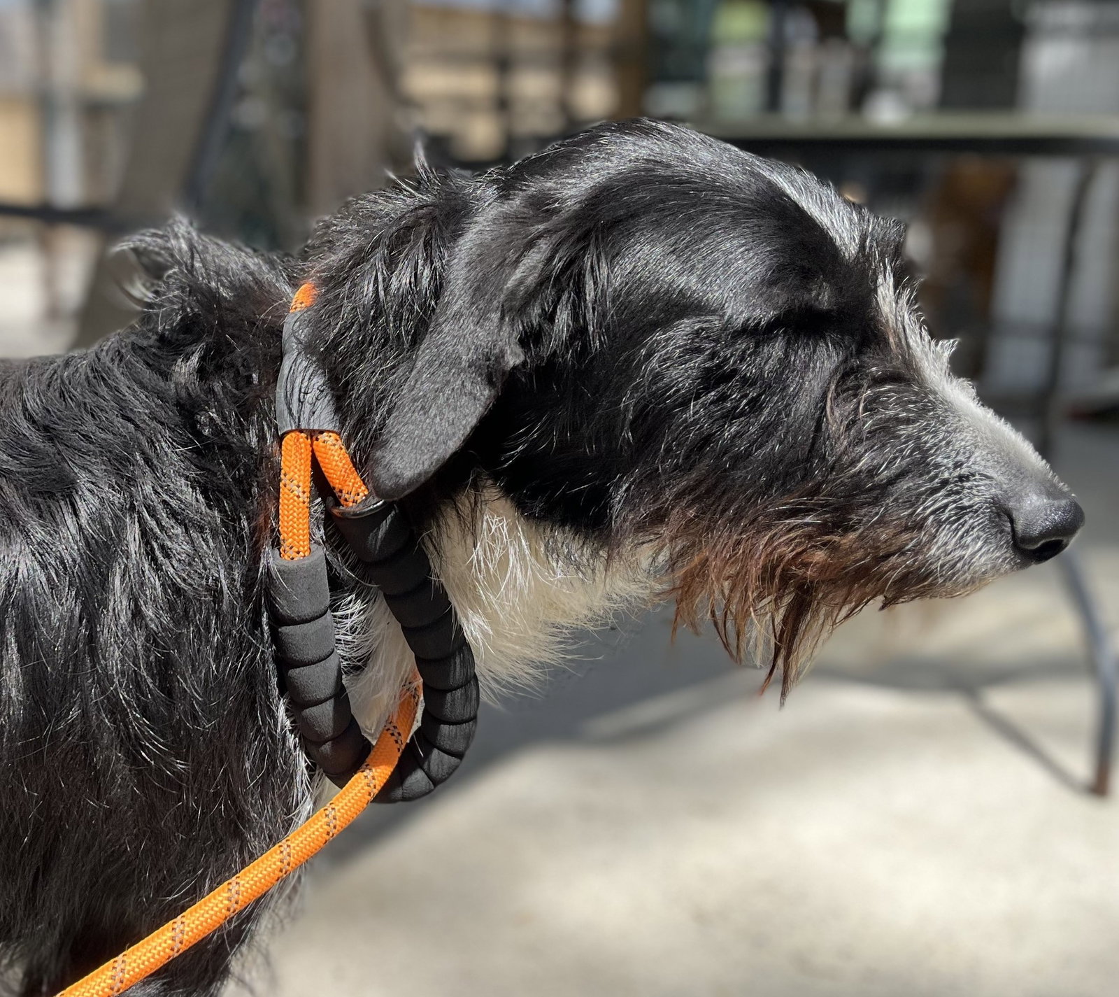 Dog for Adoption - Sookie, a Wire-haired Pointing Griffon in Elwood, NJ ...