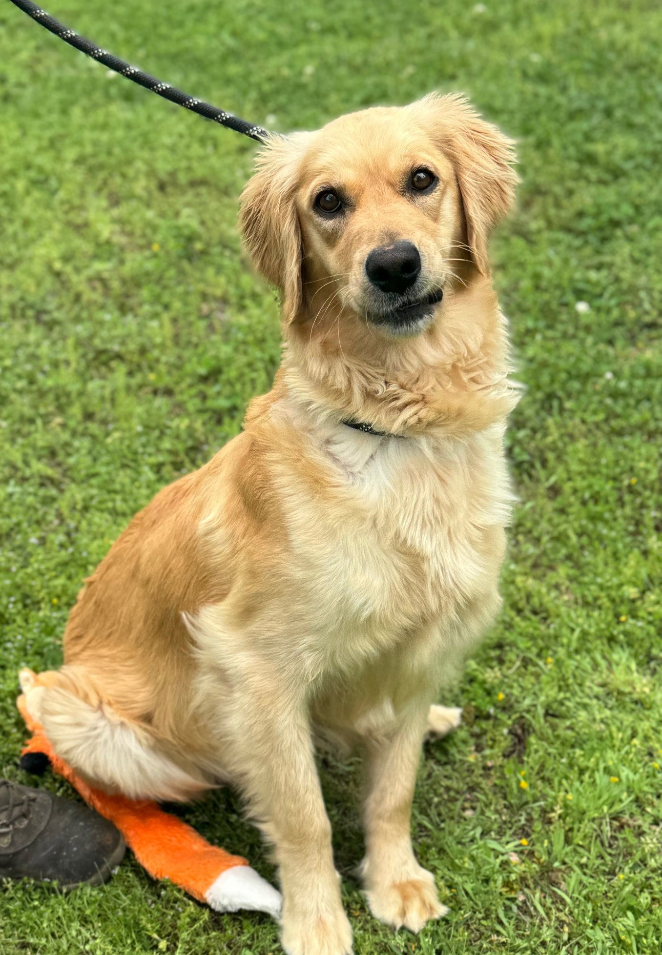 Dog for Adoption - Dolly, a Golden Retriever in Staten Island, NY ...