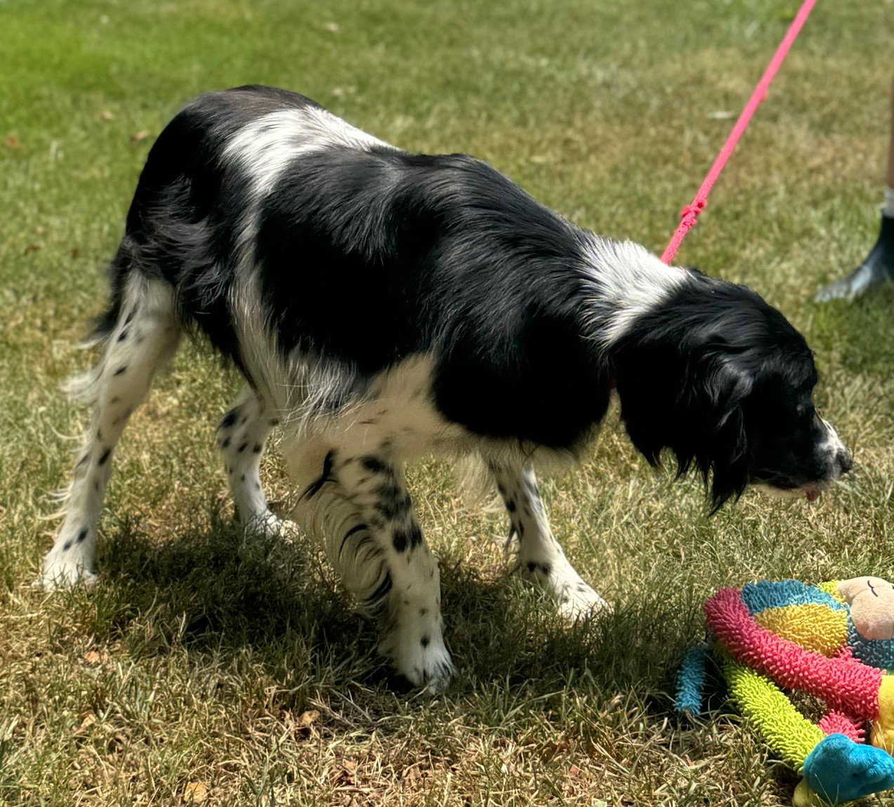 Dog for Adoption - Lady, a Springer Spaniel in Jackson, NJ | Alpha Paw