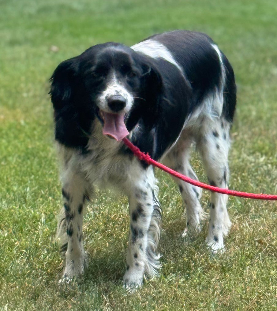 Dog for Adoption - Lady, a Springer Spaniel in Jackson, NJ | Alpha Paw