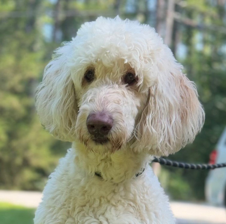 Dog for Adoption - Rosie, a Poodle (Standard) in Piscataway, NJ | Alpha Paw