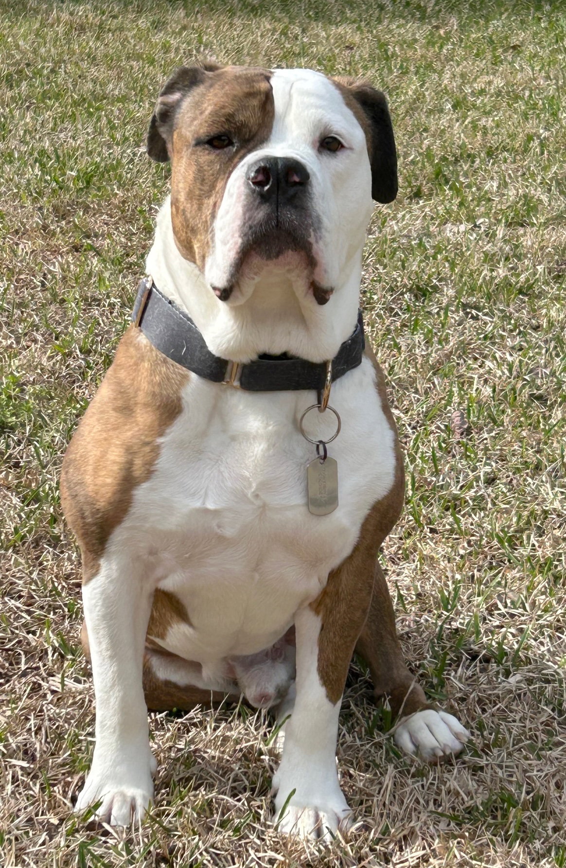 Dog for Adoption - Roscoe, a American Bulldog in Louisburg, NC | Alpha Paw