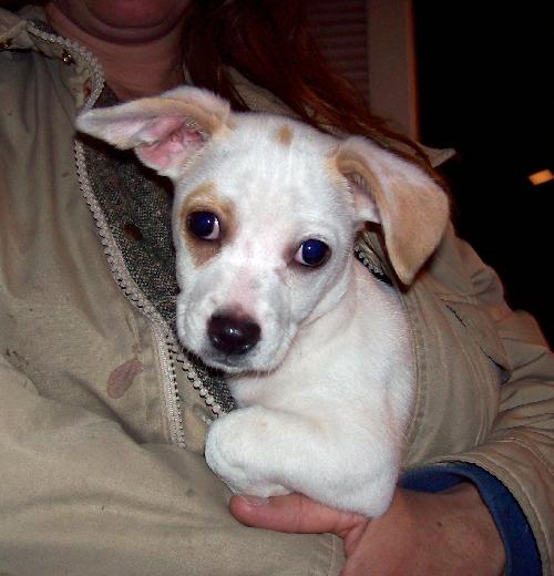 Dog for Adoption - Grasshopper, a Jack Russell Terrier in Chowchilla ...