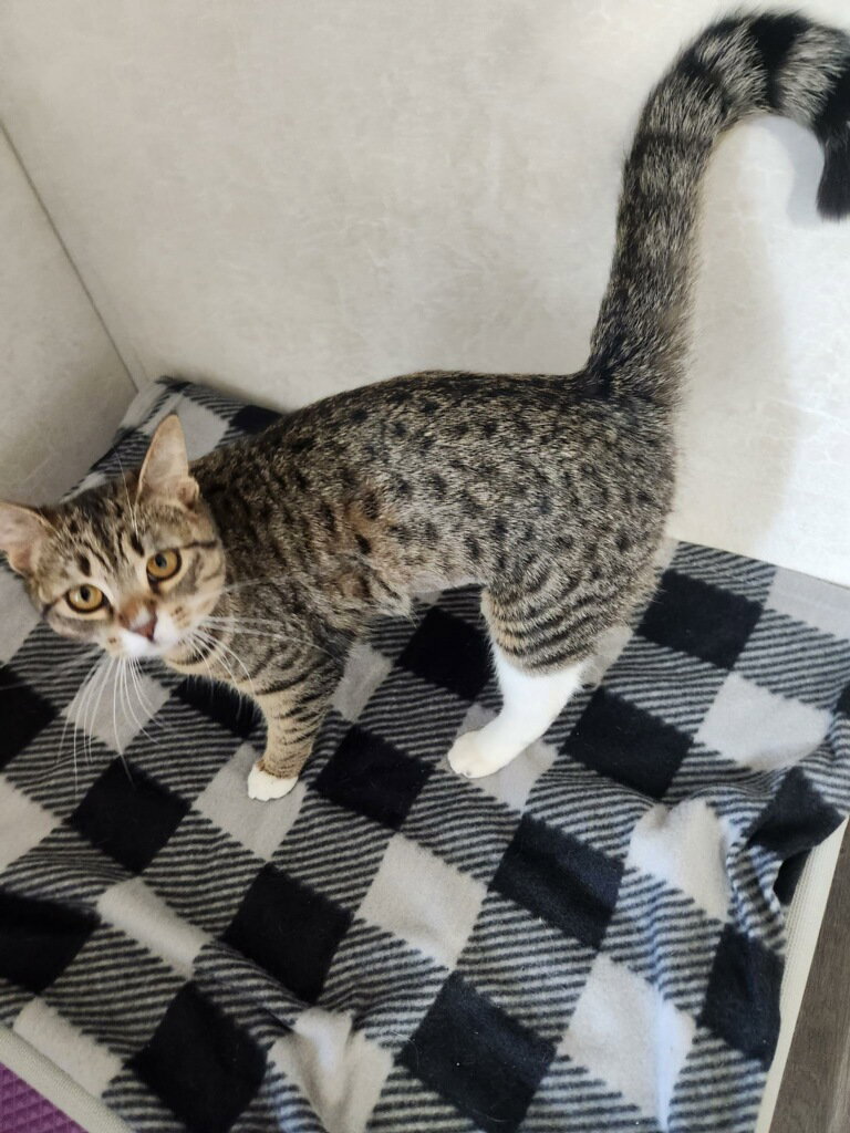 Cats for Adoption in Whitesboro, Texas | Alpha Paw