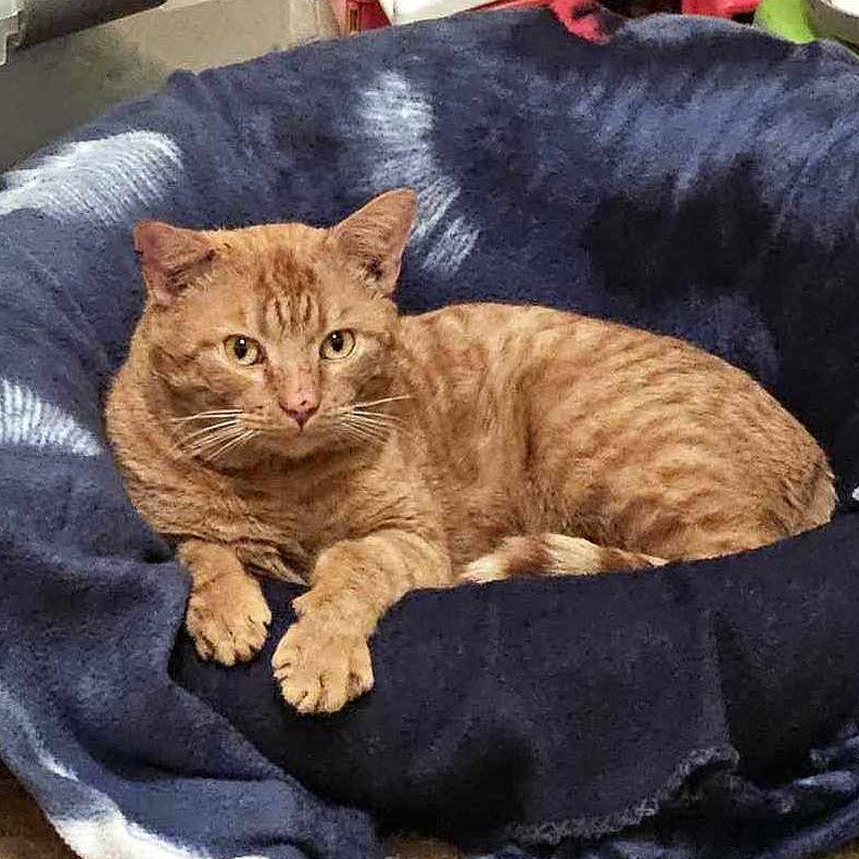 Cats for Adoption in Wylie, Texas | Alpha Paw
