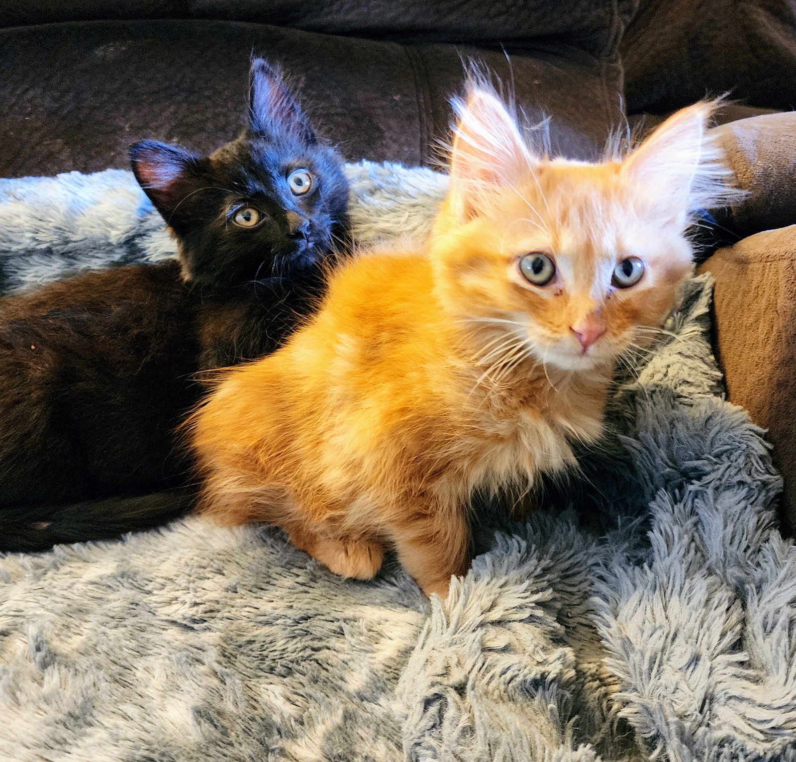 Cats for Adoption in Kemp, Texas | Alpha Paw