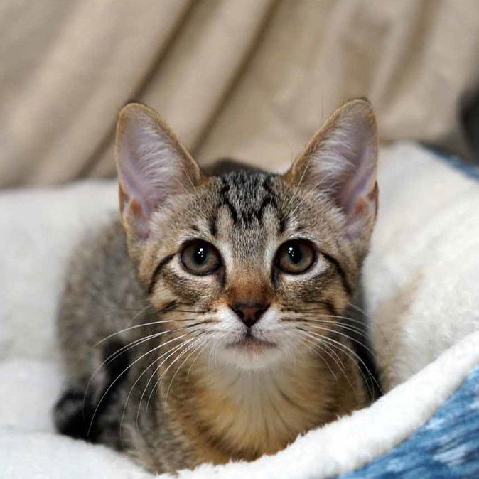 Cats for Adoption in Ennis, Texas | Alpha Paw