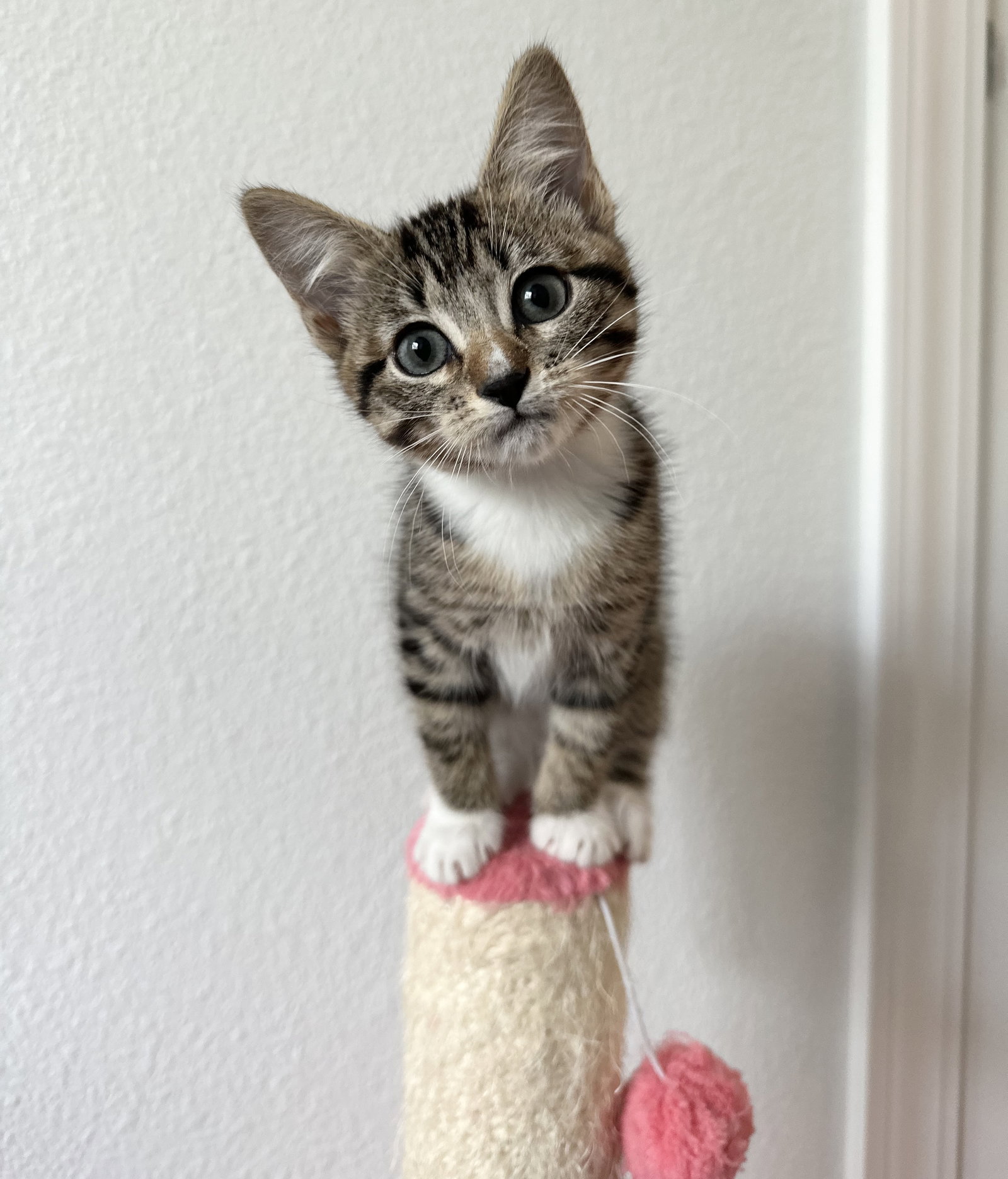 Cats for Adoption in Mims, Florida | Alpha Paw