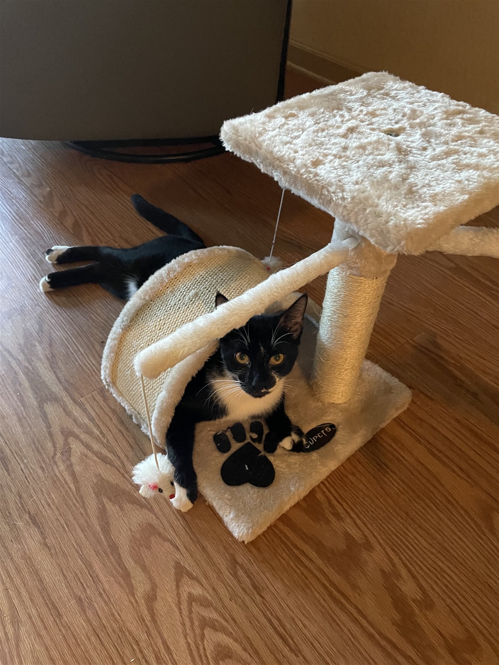 Cats for Adoption in Sharpes, Florida | Alpha Paw