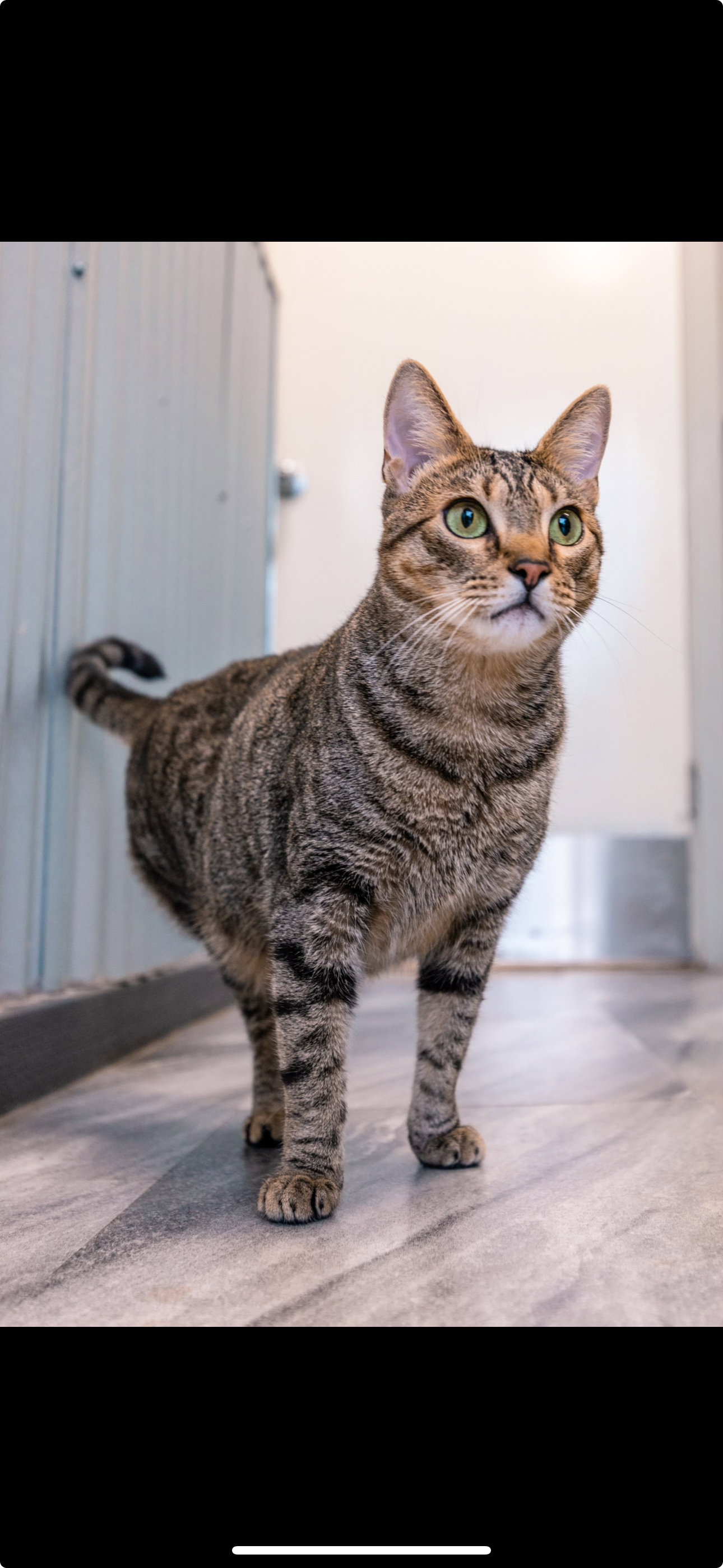 Cats for Adoption in Lake County, Florida | Alpha Paw