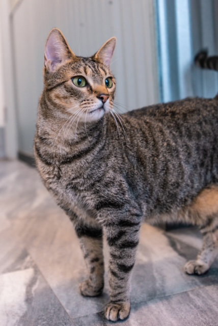 Cats for Adoption in Lake County, Florida | Alpha Paw