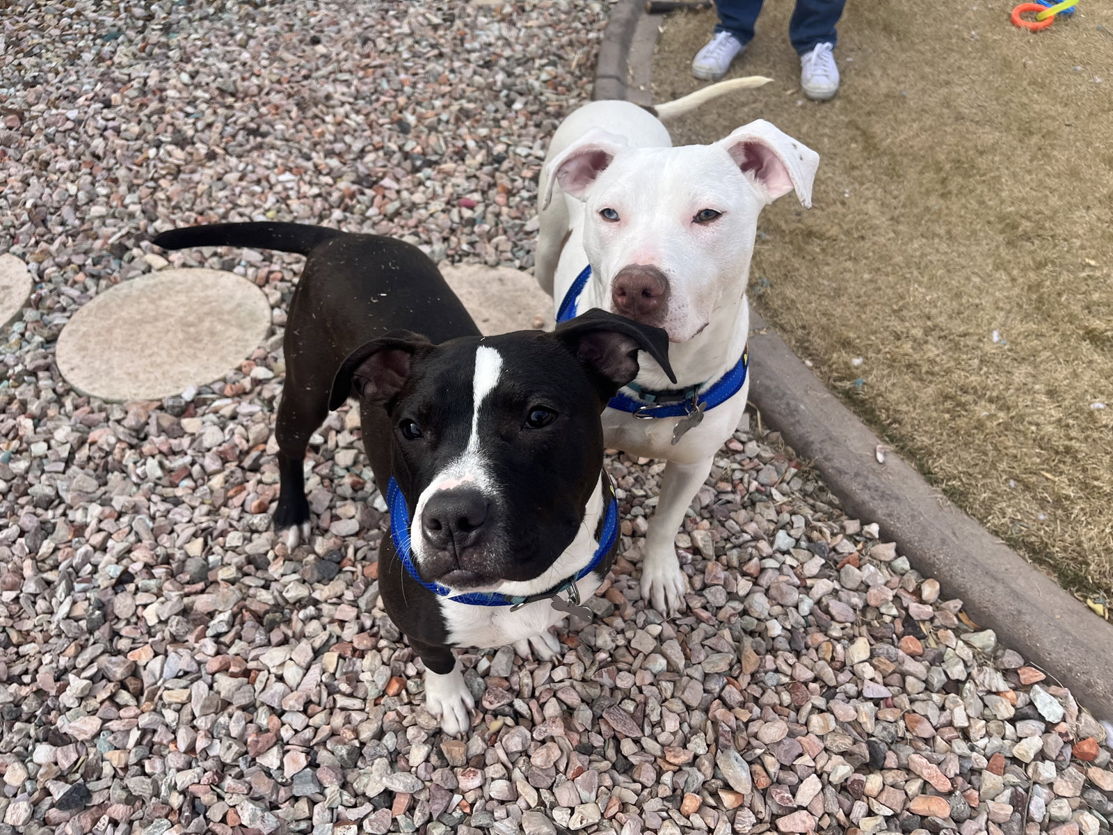 Dog for Adoption - BLUE & NEKO (Bonded Pair), a American Pit Bull ...