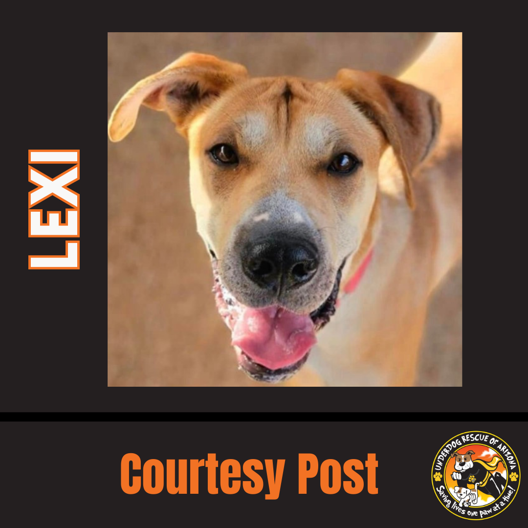 Dog for Adoption - LEXI #4, a Chinese Shar-Pei in Anthem, AZ | Alpha Paw