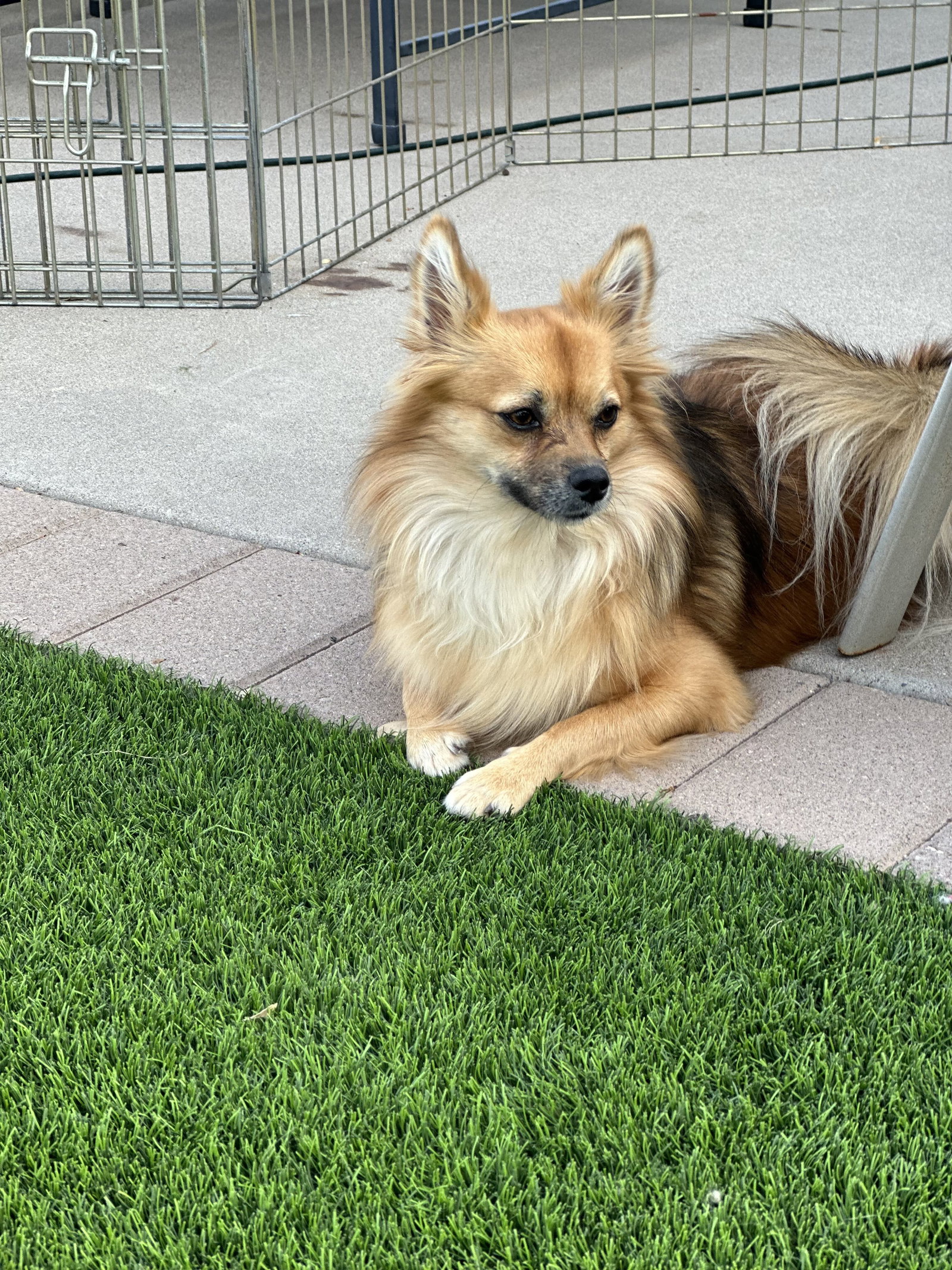 Dog for Adoption - PENNEY, a Pomeranian in Chandler, AZ | Alpha Paw