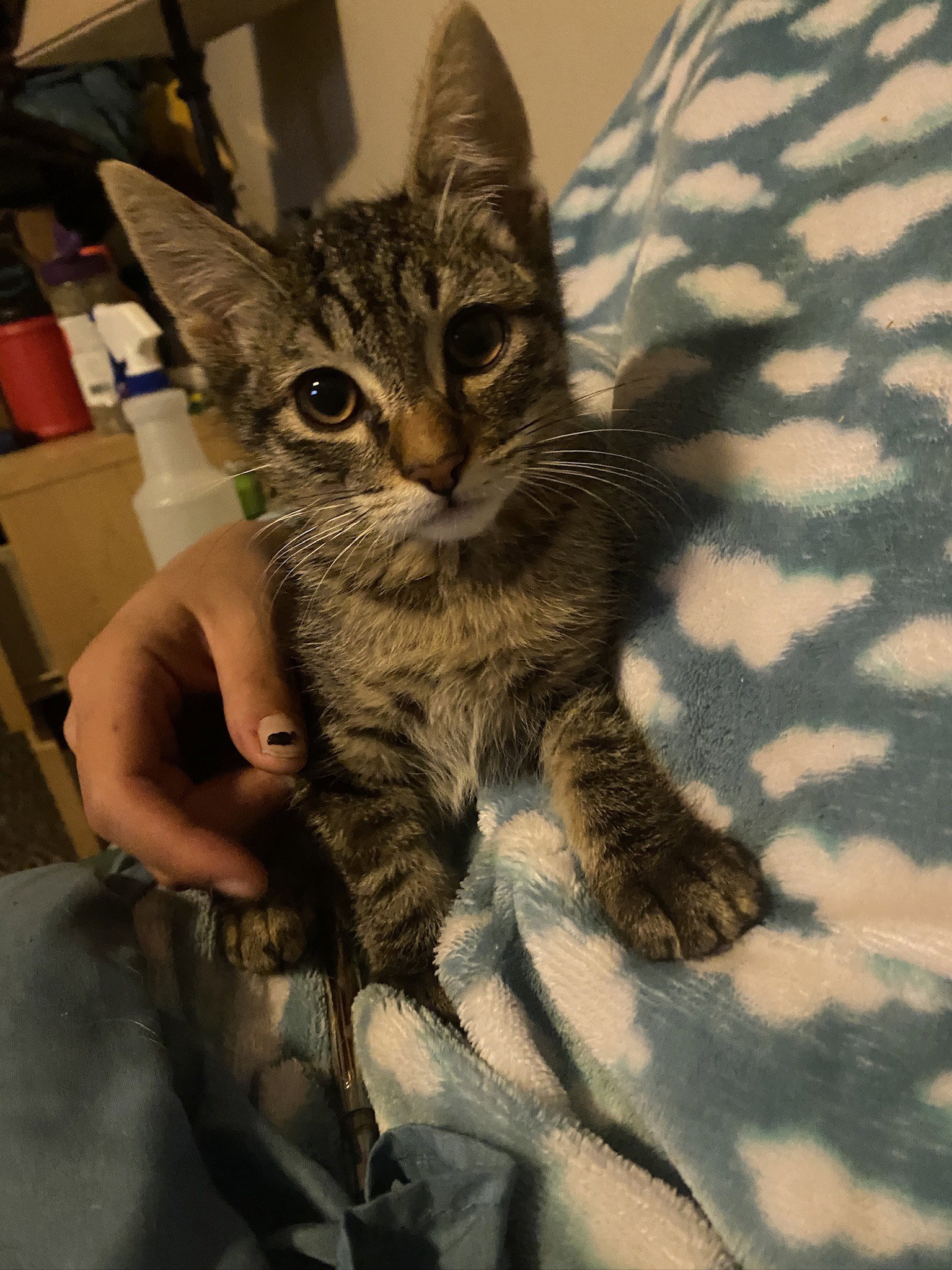 Cats for Adoption in Arizona City, Arizona | Alpha Paw