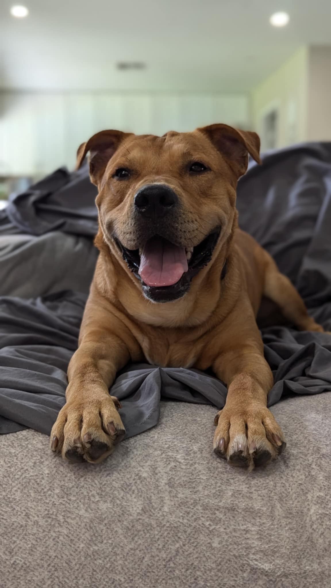Dog for Adoption - WILLIAM, a Black Mouth Cur in Ahwatukee Foothills ...