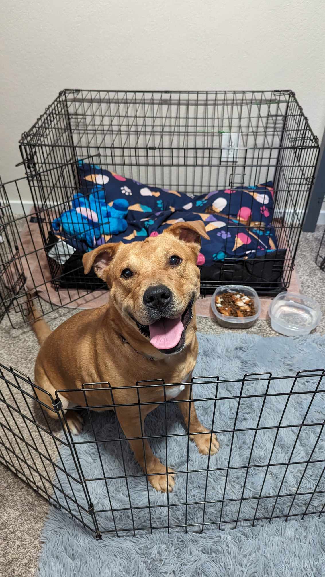 Dog for Adoption - WILLIAM, a Black Mouth Cur in Ahwatukee Foothills ...