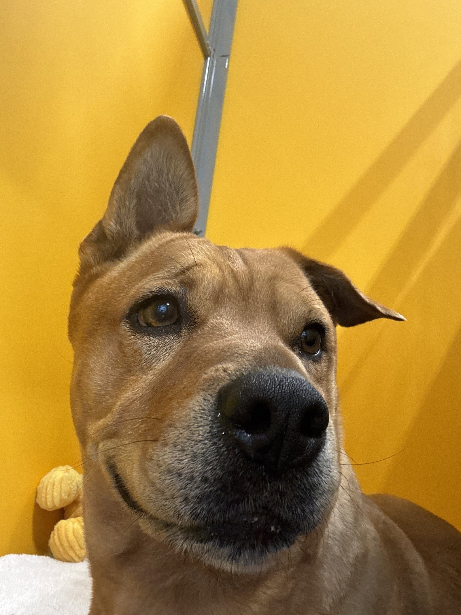 Dog for Adoption - MAGGIE #14, a Shar Pei in Citrus Park, AZ | Alpha Paw