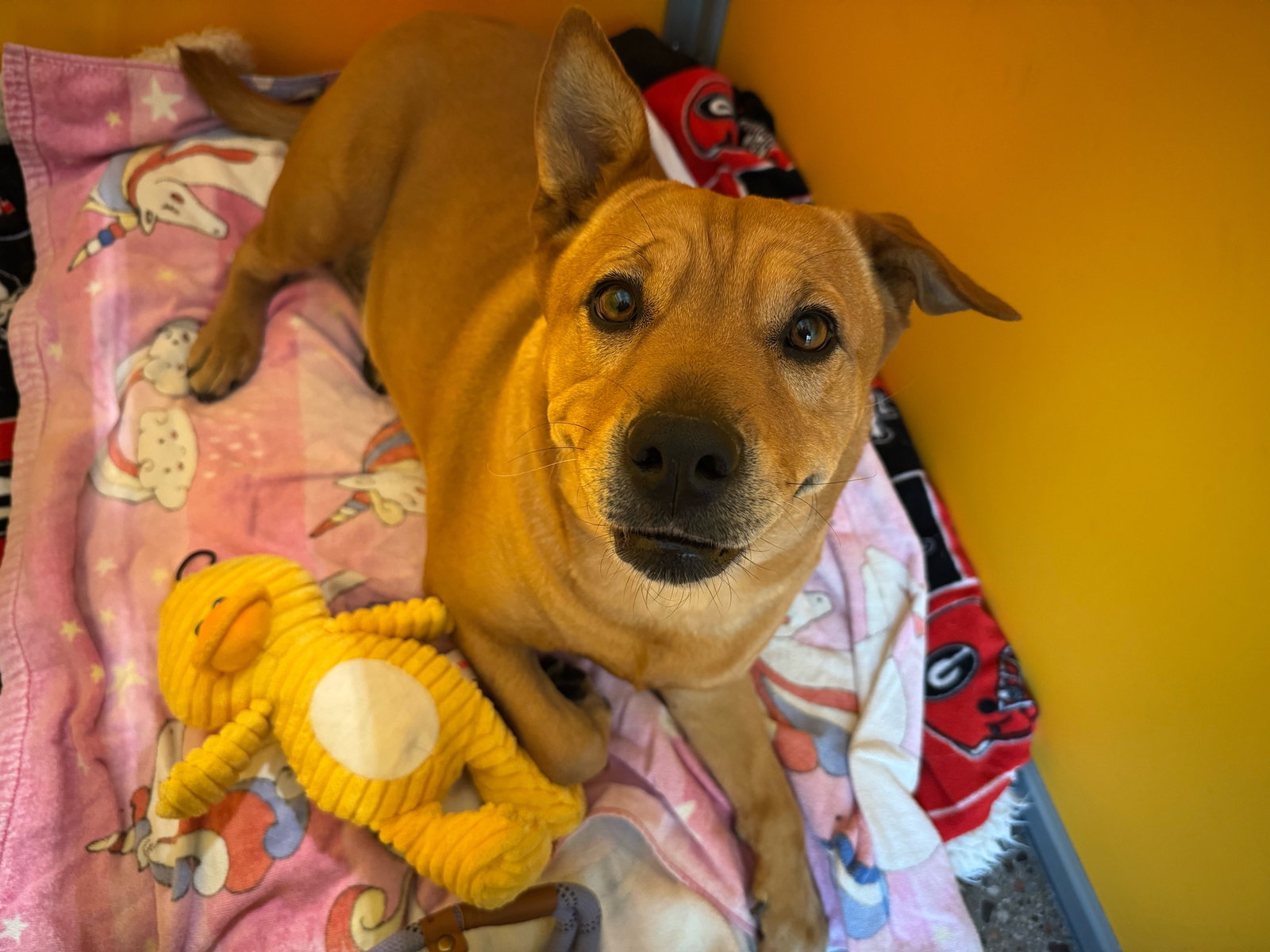 Dog for Adoption - MAGGIE #14, a Shar Pei in Citrus Park, AZ | Alpha Paw
