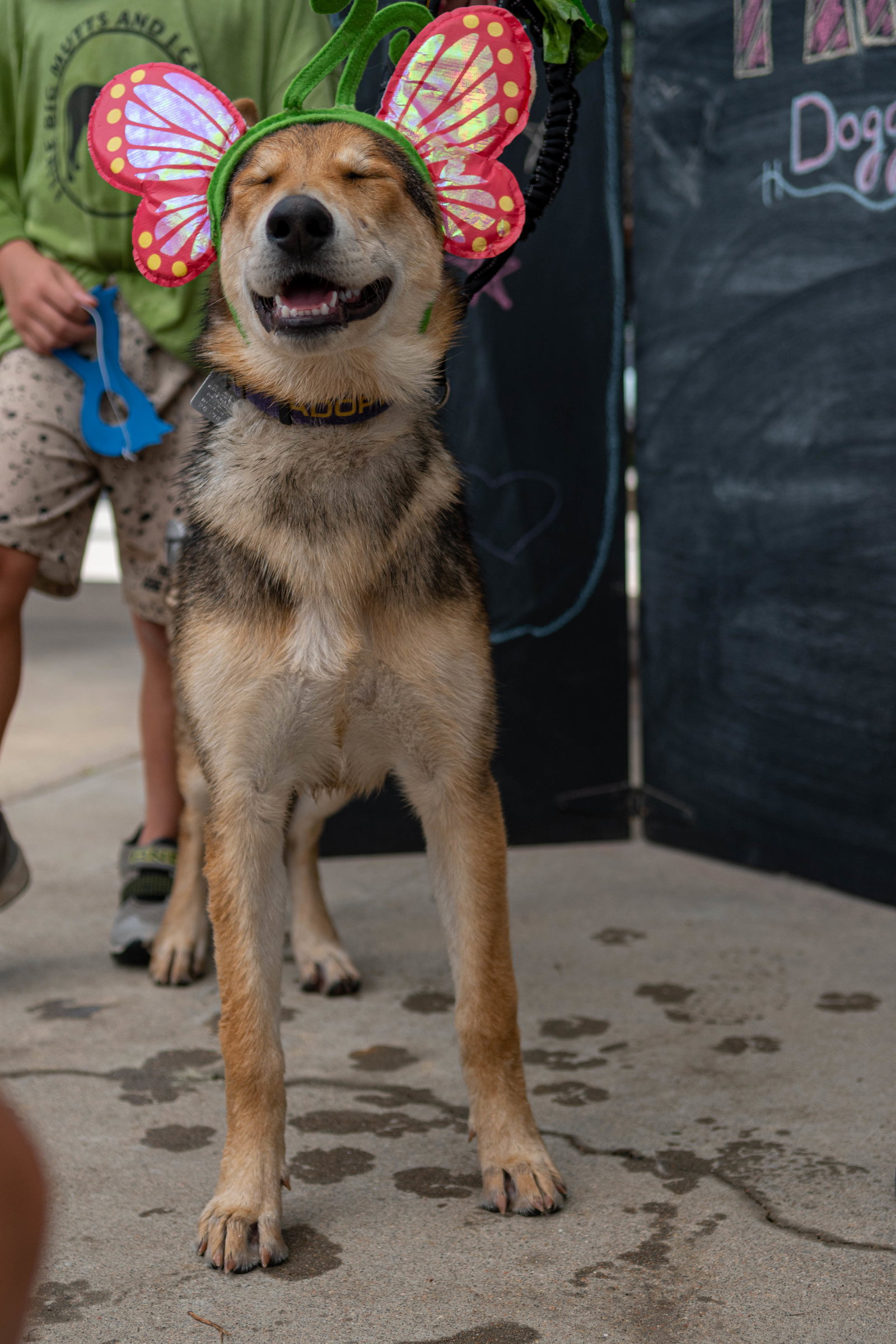Dog for Adoption - Millie, a German Shepherd Dog in Pueblo, CO | Alpha Paw