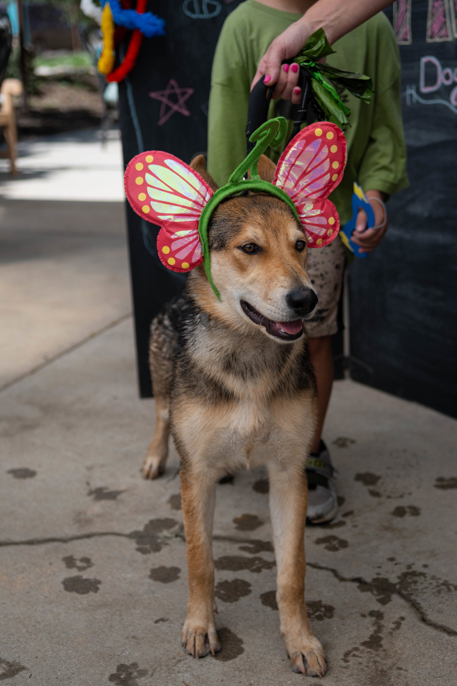 Dog for Adoption - Millie, a German Shepherd Dog in Pueblo, CO | Alpha Paw